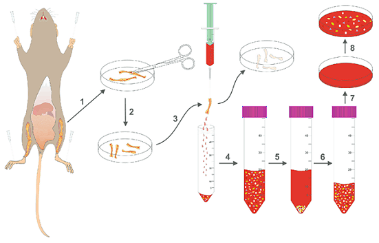 Isolation Methods for Mouse/Rat Bone Marrow Mesenchymal Stem Cells (BMSCs)