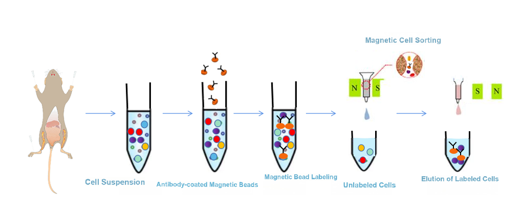 How to Isolate Bone Marrow Mesenchymal Stem Cells from Mice and Rats ...